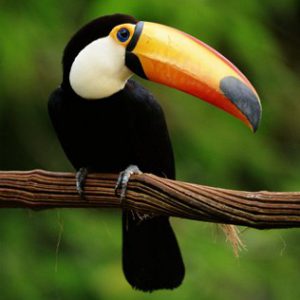 Como os Filhotes de Tucano Nascem? O Que Eles Comem? | Mundo Ecologia