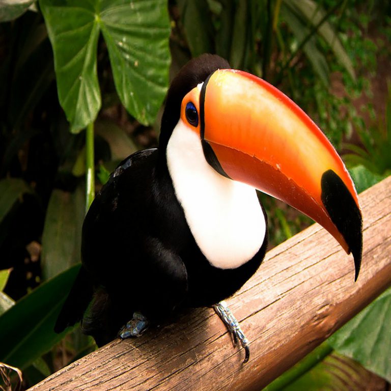 Como os Filhotes de Tucano Nascem? O Que Eles Comem? | Mundo Ecologia