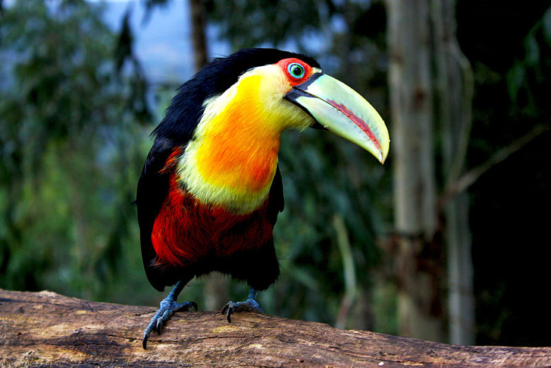 Tucano-de-Bico-Verde: Características, Habitat e Fotos – Mundo Ecologia