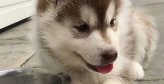 Husky Siberiano Filhote Para Adotar: Como Conseguir e Fotos | Mundo ...