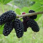 Quanto Tempo Demora Para Crescer uma Árvore de Amora? – Mundo Ecologia