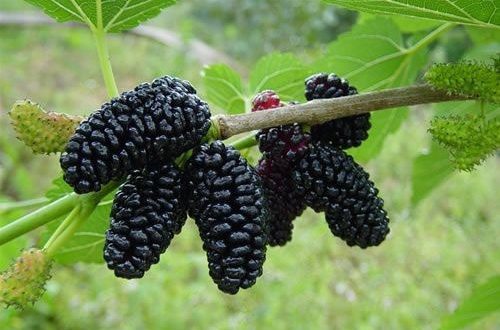 Quanto Tempo Demora Para Crescer uma Árvore de Amora? | Mundo Ecologia