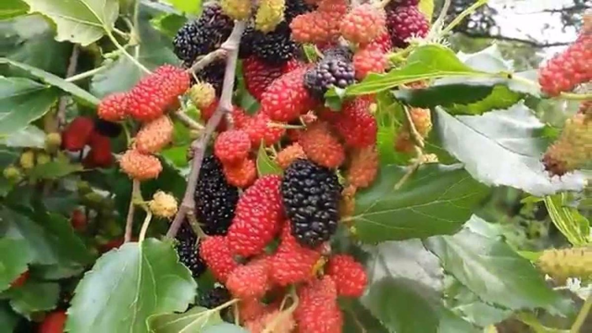 Quanto Tempo Demora Para Crescer uma Árvore de Amora? – Mundo Ecologia