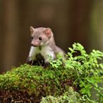 Fuinha Curiosidades e Fatos Interessantes Sobre o Animal | Mundo Ecologia