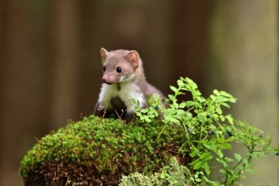 Fuinha Curiosidades e Fatos Interessantes Sobre o Animal | Mundo Ecologia