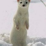 Fuinha Curiosidades e Fatos Interessantes Sobre o Animal | Mundo Ecologia