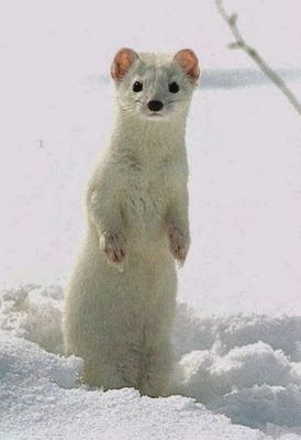 Fuinha Curiosidades e Fatos Interessantes Sobre o Animal | Mundo Ecologia