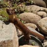 Fuinha Curiosidades e Fatos Interessantes Sobre o Animal | Mundo Ecologia