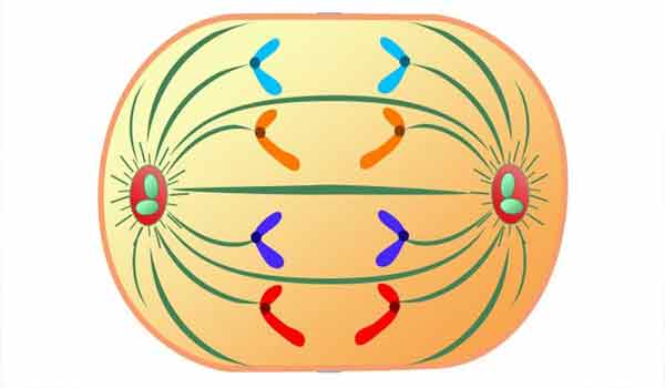 Quais São as Fases da Mitose e Suas Características? | Mundo Ecologia