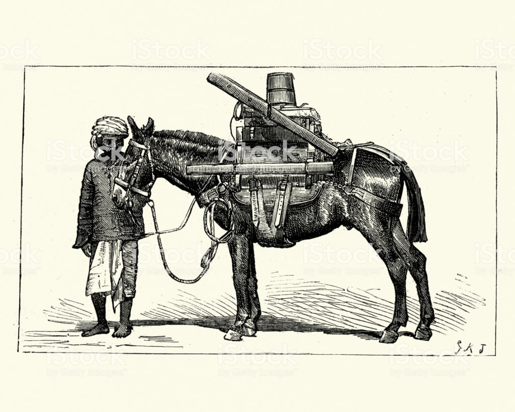 Ficha Técnica da Mula: Peso, Altura, Tamanho e Fotos – Mundo Ecologia