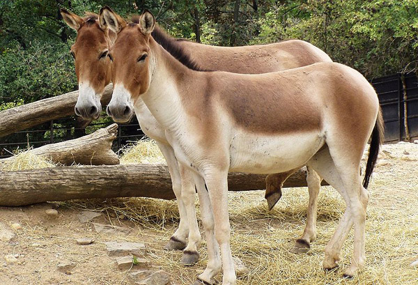 Asno Selvagem Asiático: Características, Habitat e Fotos | Mundo Ecologia