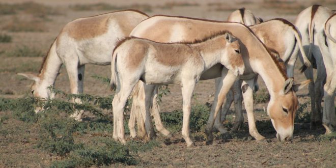 Asno Selvagem Asiático: Características, Habitat e Fotos | Mundo Ecologia