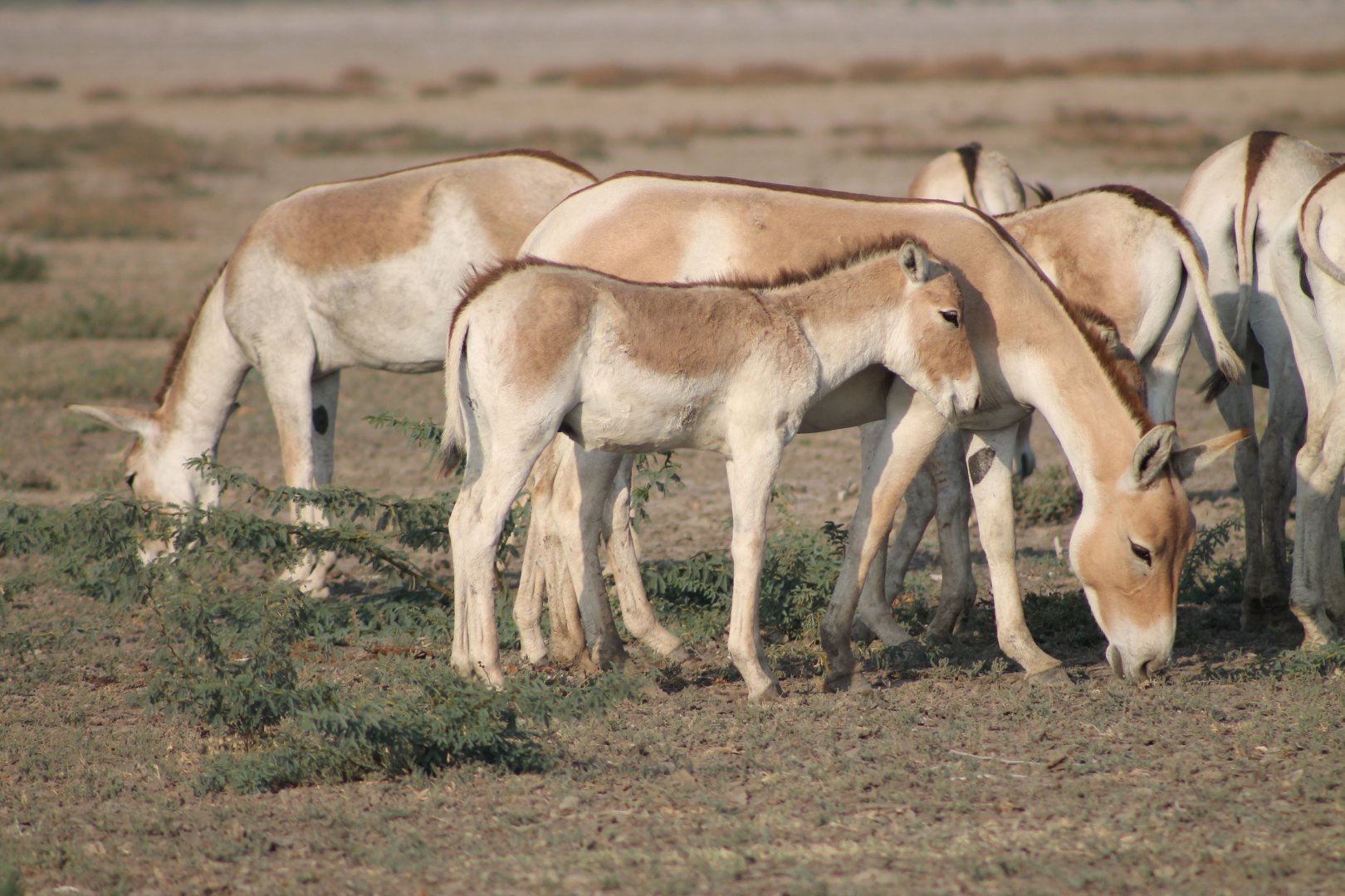 Asno Selvagem Asiático: Características, Habitat e Fotos – Mundo Ecologia
