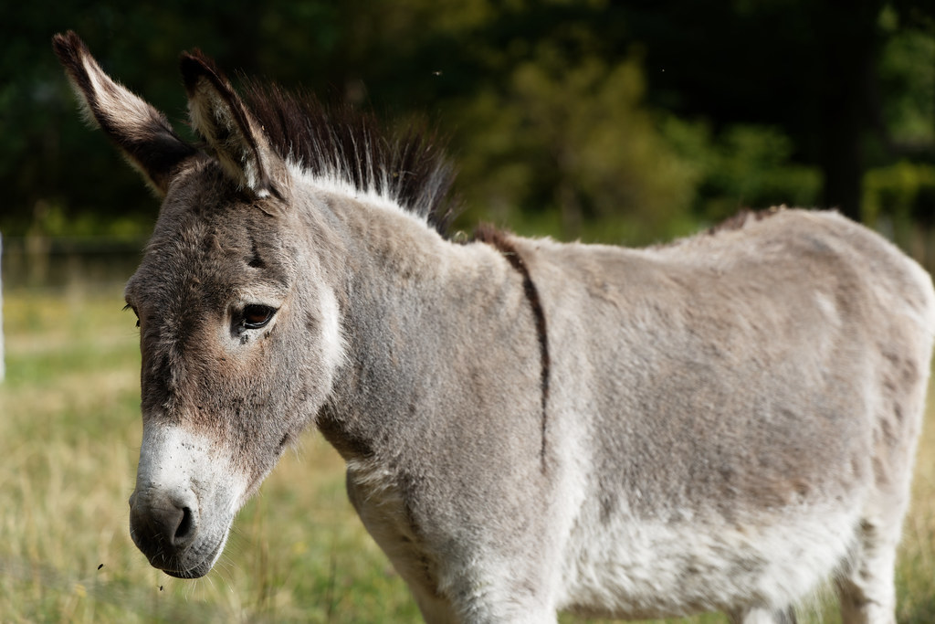 Asno de Amiata: Características, Nome Científico e Fotos – Mundo Ecologia