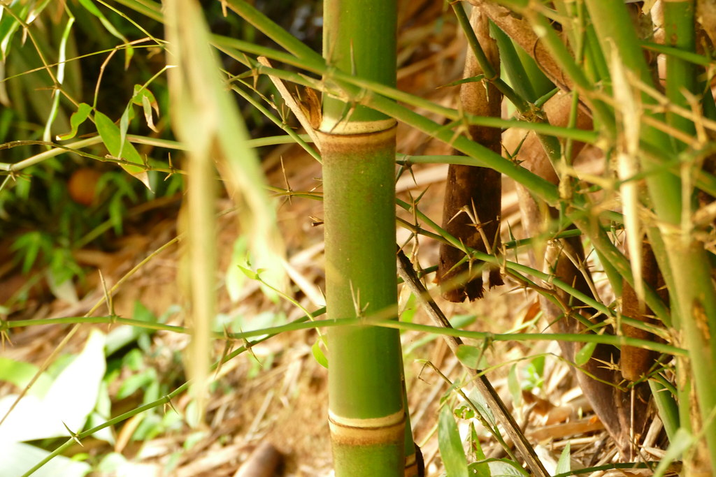 Bambu Guadua: Características, Como Cultivar e Fotos | Mundo Ecologia