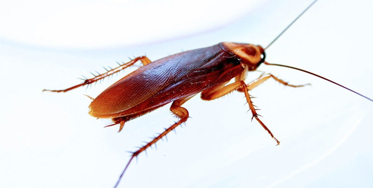 Barata Cascuda Voadora: Características, Nome Cientifico e Fotos ... Barata Cascuda Voadora: Características, Nome Cientifico e Fotos ...