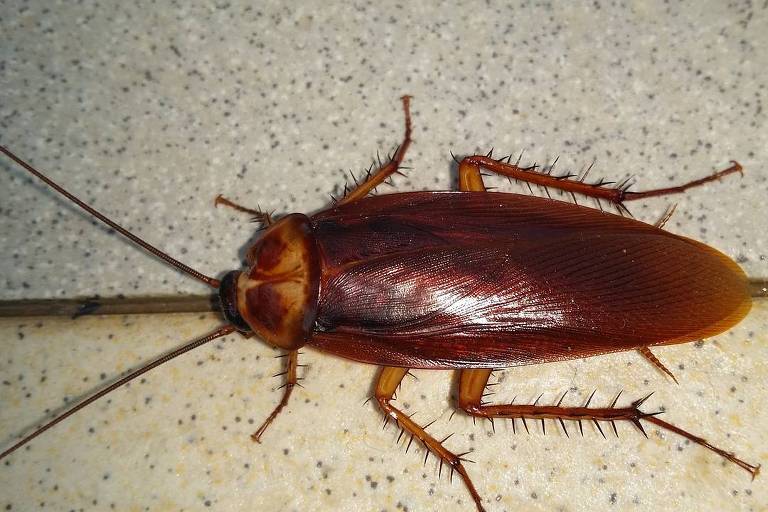 Barata Cascuda Voadora: Características, Nome Cientifico e Fotos ... Barata Cascuda Voadora: Características, Nome Cientifico e Fotos ...