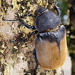 Besouro Hércules: Caracteristicas, Nome Cientifico e Fotos – Mundo Ecologia