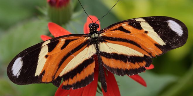 Borboleta Heliconius Ethilla: Características, Habitat e Fotos | Mundo ...