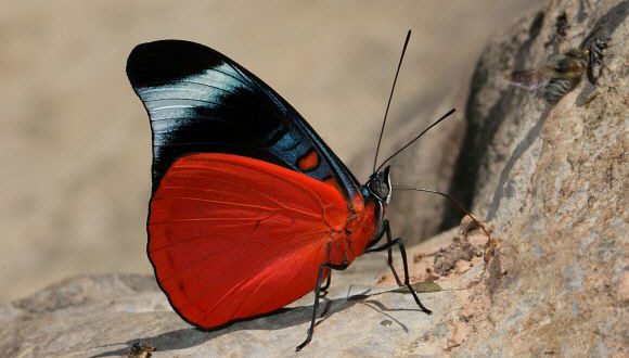 Borboleta Panacea prola: Características, Nome Cientifico e Fotos ...