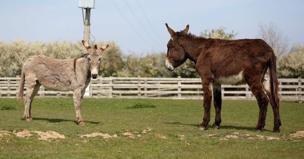 Ficha Técnica do Burro: Peso, Altura, Tamanho e Imagens | Mundo Ecologia