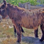 Lista dos Tipos de Burros: Especies com Nome e Fotos – Mundo Ecologia