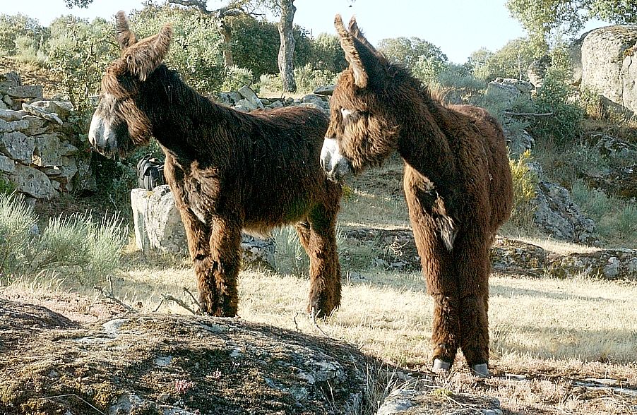 Lista dos Tipos de Burros: Especies com Nome e Fotos – Mundo Ecologia