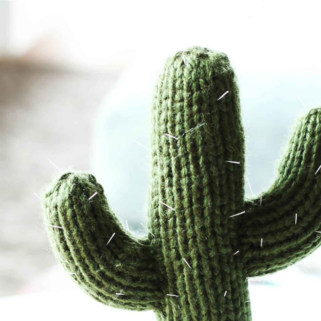 Tudo Sobre O Cacto: Características E Nome Científico – Mundo Ecologia