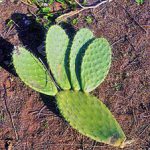 Tudo Sobre O Cacto: Características E Nome Científico | Mundo Ecologia