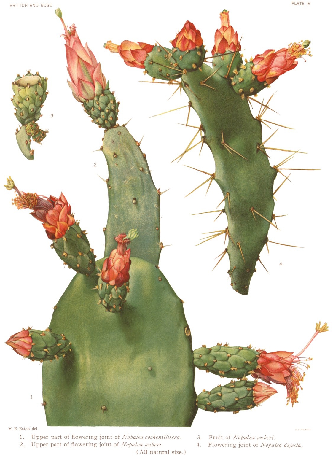 Tudo Sobre O Cacto: Características E Nome Científico – Mundo Ecologia