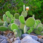 Tudo Sobre O Cacto: Características E Nome Científico | Mundo Ecologia