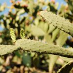 Tudo Sobre O Cacto: Características E Nome Científico | Mundo Ecologia