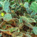 Tudo Sobre O Cacto: Características E Nome Científico | Mundo Ecologia