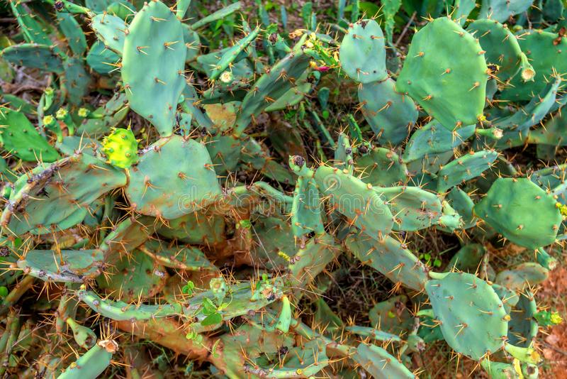 Tudo Sobre O Cacto: Características E Nome Científico – Mundo Ecologia