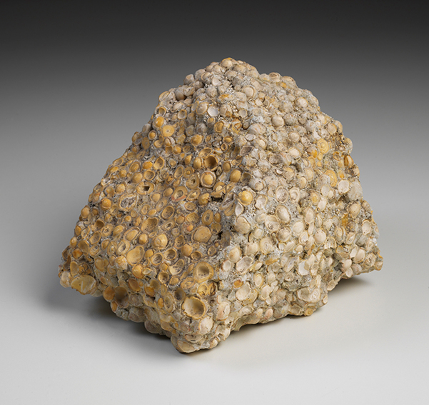 O Que é o PRNT do Calcário e Para Que Serve? | Mundo Ecologia