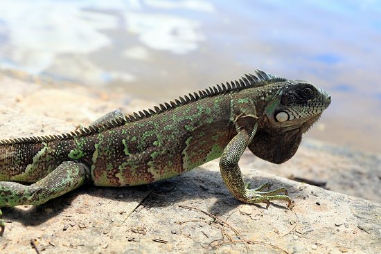 Camaleão: Reino, Filo, Classe, Ordem, Família e Gênero | Mundo Ecologia
