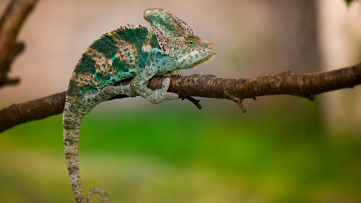 Camaleão: Reino, Filo, Classe, Ordem, Família e Gênero | Mundo Ecologia