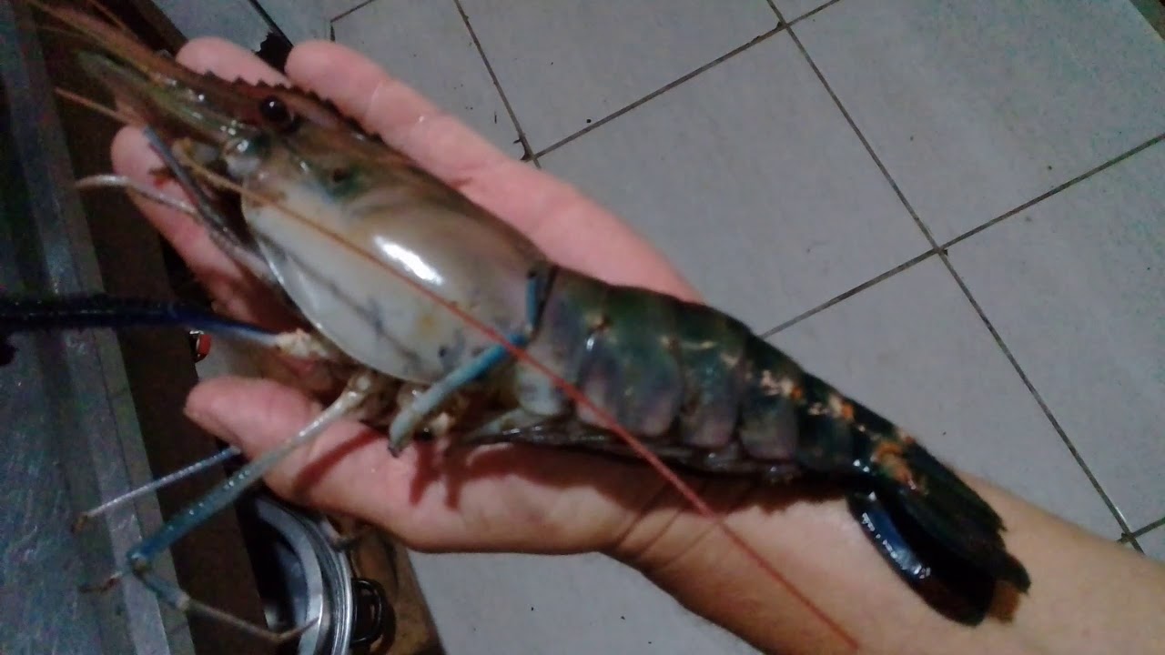 Camarão Pitu: Características, Reprodução E Como Criar | Mundo Ecologia