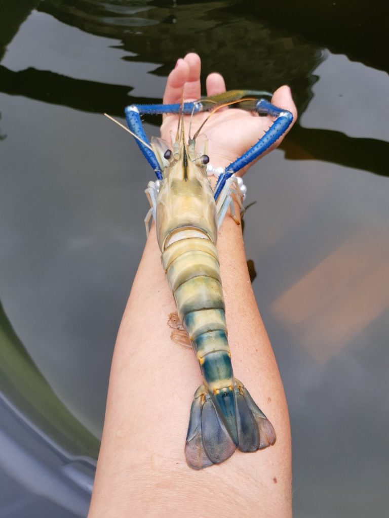 Camarão Pitu: Características, Reprodução E Como Criar | Mundo Ecologia