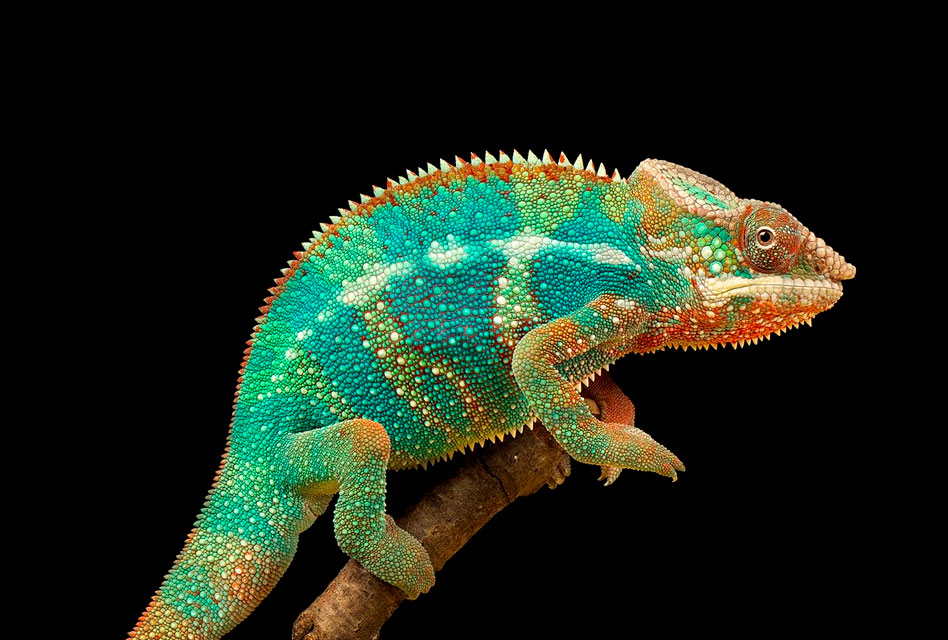 Ciclo de Vida do Camaleão: Quantos Anos Eles Vivem? – Mundo Ecologia