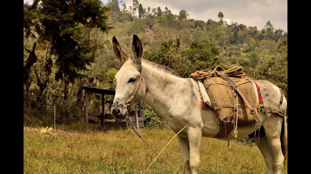 Ficha Técnica da Mula: Peso, Altura, Tamanho e Fotos – Mundo Ecologia
