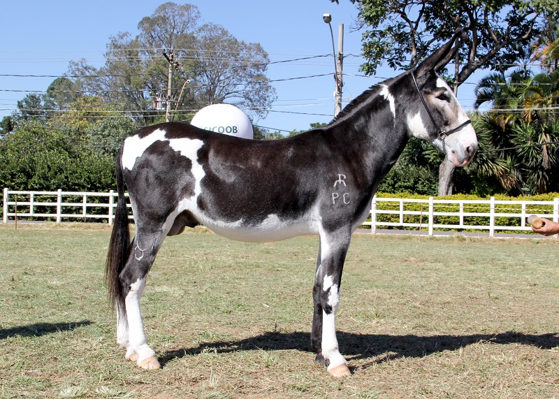 Ficha Técnica da Mula: Peso, Altura, Tamanho e Fotos – Mundo Ecologia