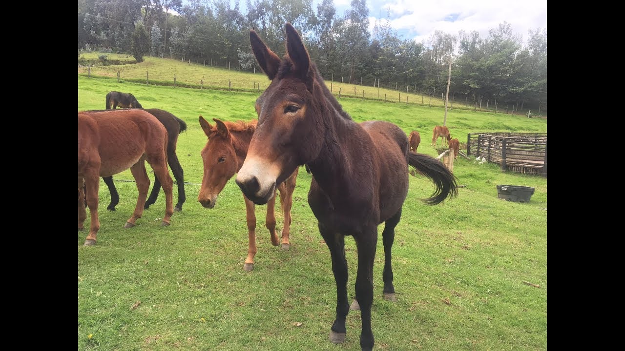 Ficha Técnica da Mula: Peso, Altura, Tamanho e Fotos – Mundo Ecologia