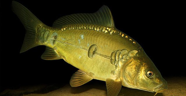 Alimentação da Carpa: O Que Elas Comem? | Mundo Ecologia