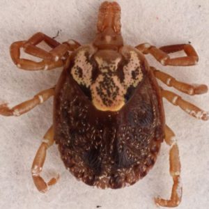 Tudo Sobre O Carrapato: Características, Nome Científico E Fotos ...