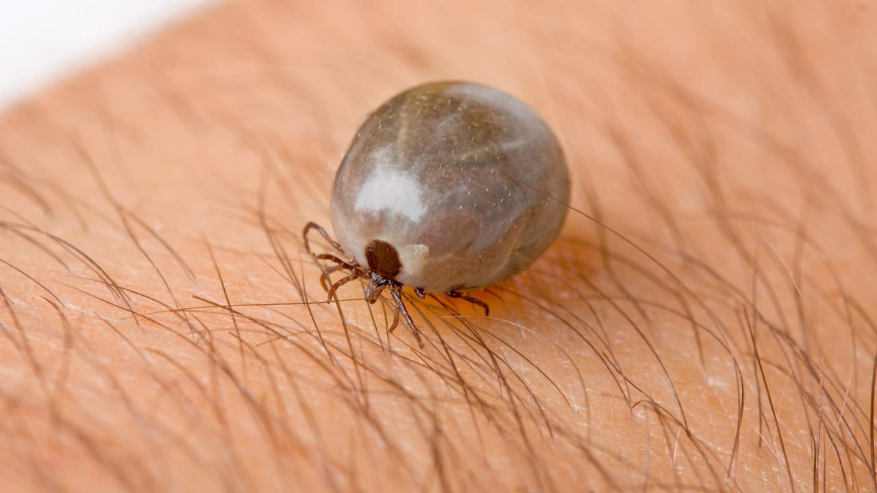 Tudo Sobre O Carrapato: Características, Nome Científico E Fotos ...