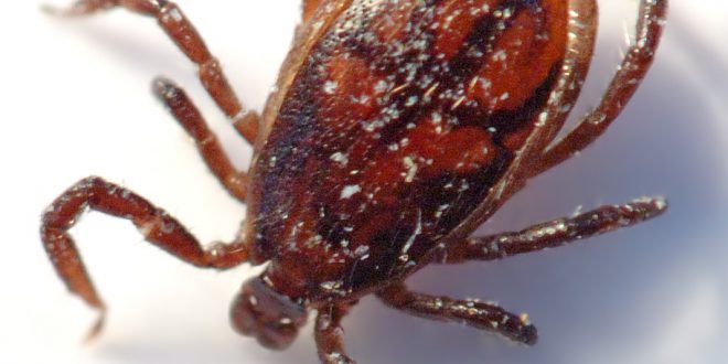 Tudo Sobre O Carrapato: Características, Nome Científico E Fotos ...