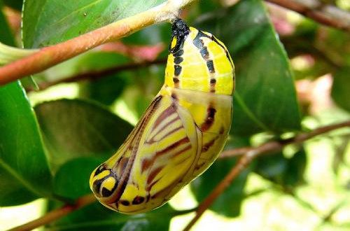 O que Acontece Dentro do Casulo da Borboleta? | Mundo Ecologia