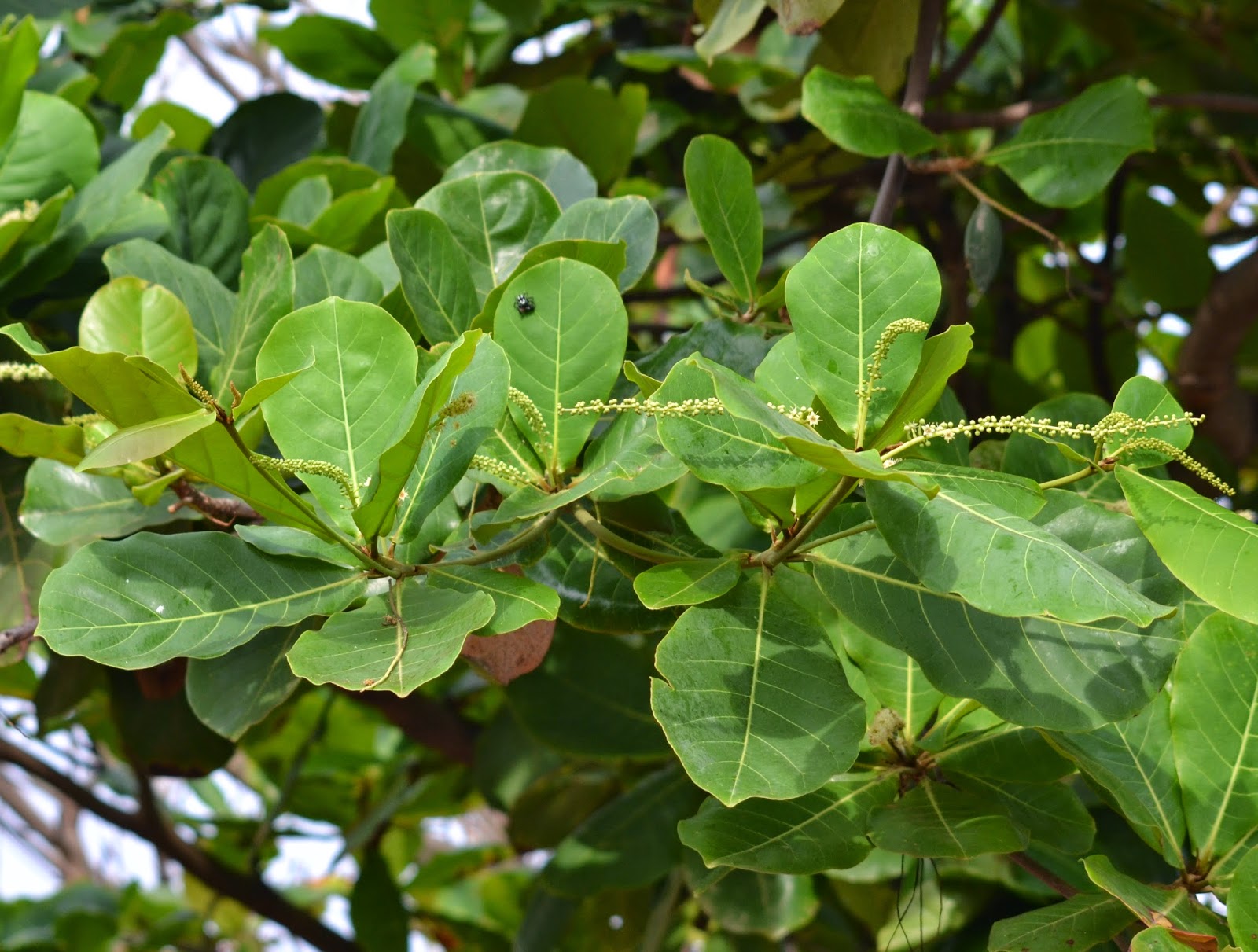 O Que É Chapéu de Sol? Para Que Serve? | Mundo Ecologia