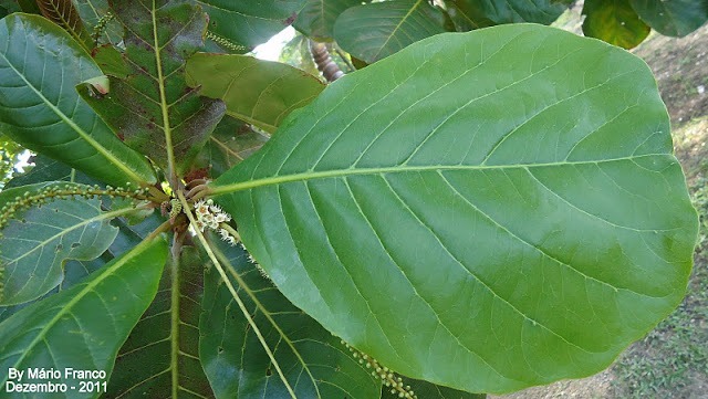 O Que É Chapéu de Sol? Para Que Serve? | Mundo Ecologia